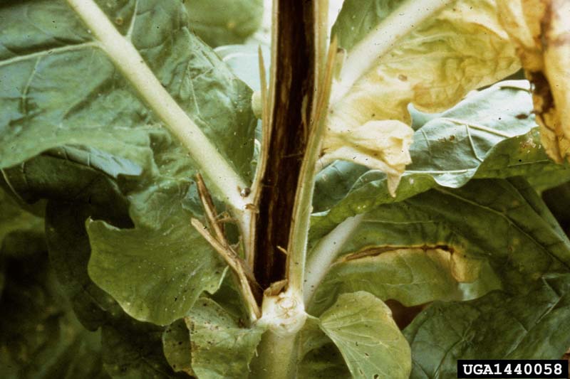 Erwinia - Alchetron, The Free Social Encyclopedia